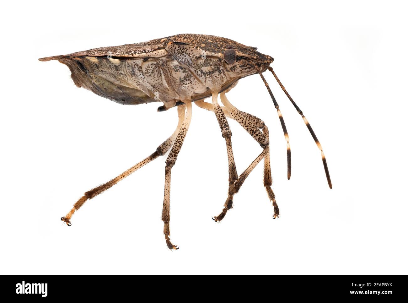 Stink Bug Macrophotography Stock Photo - Alamy