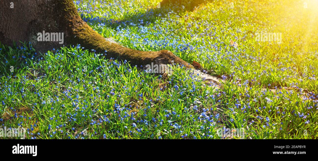 Beautiful scilla flowers blooming hi-res stock photography and images ...