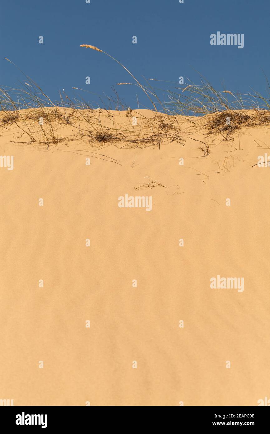 Yellow desert sand texture with grass and sky on the top Stock Photo ...