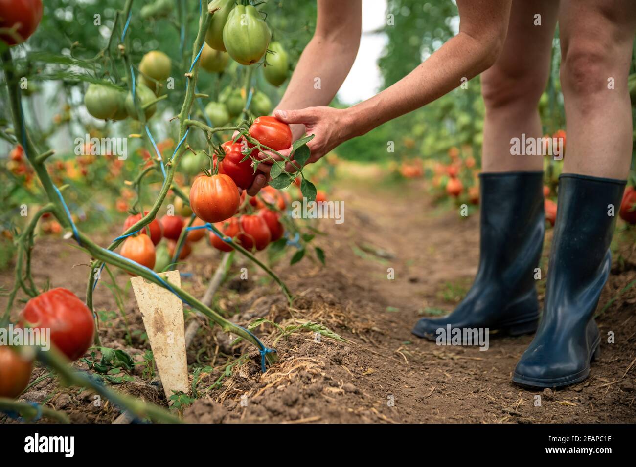 volunteers collecting tomatoes in a greenhouse Stock Photo - Alamy