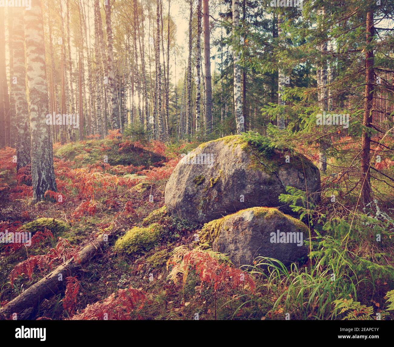 Fir trees and fern forest hi-res stock photography and images - Alamy