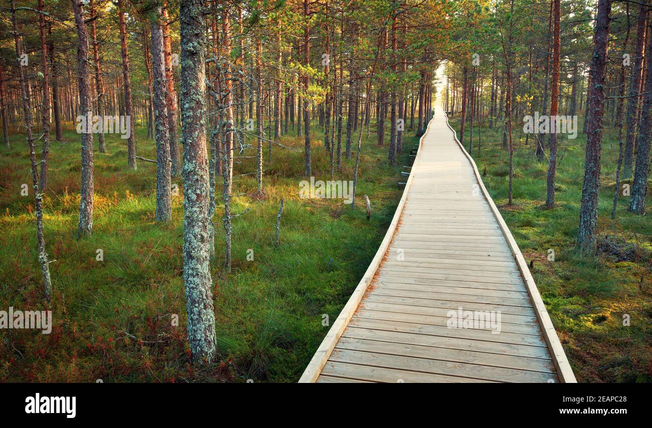 Viru bog trail hi-res stock photography and images - Alamy