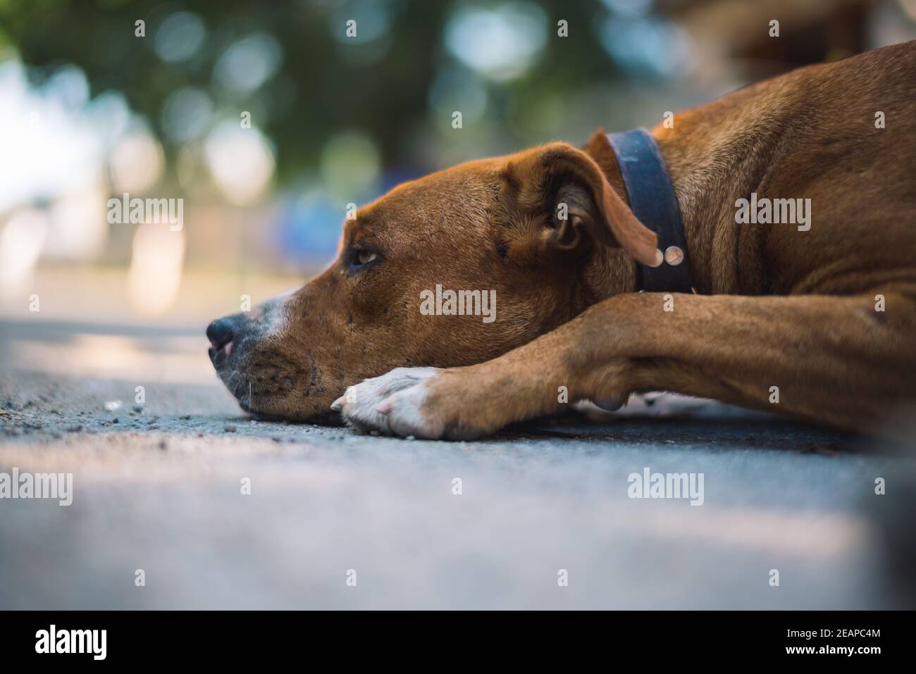 Stray brown dog hi-res stock photography and images - Alamy