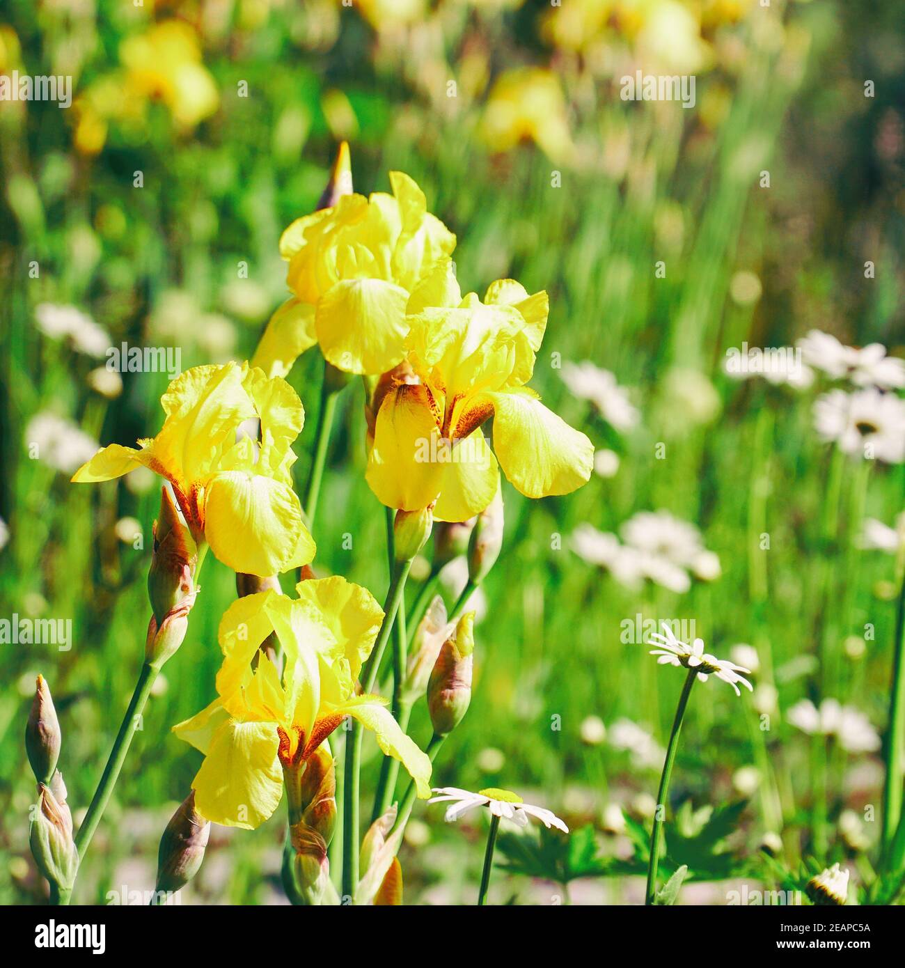 Yellow flower irises flower bed in the garden in the sunlight ...