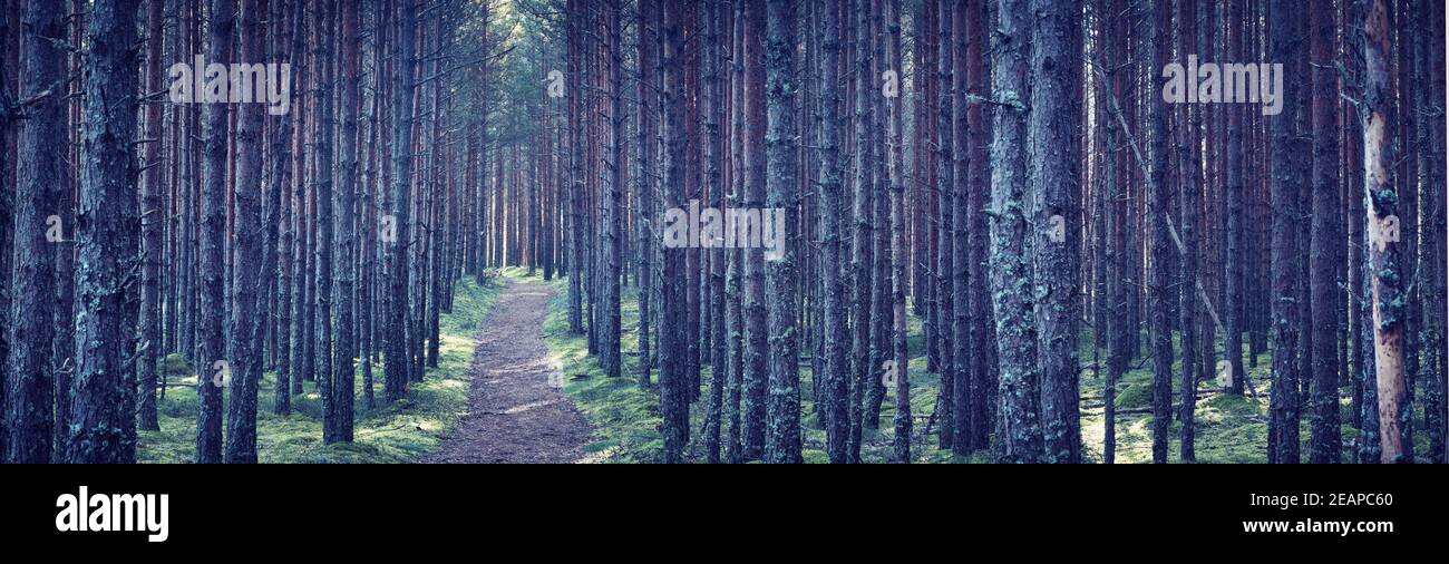 Dense forest at night Stock Photo - Alamy
