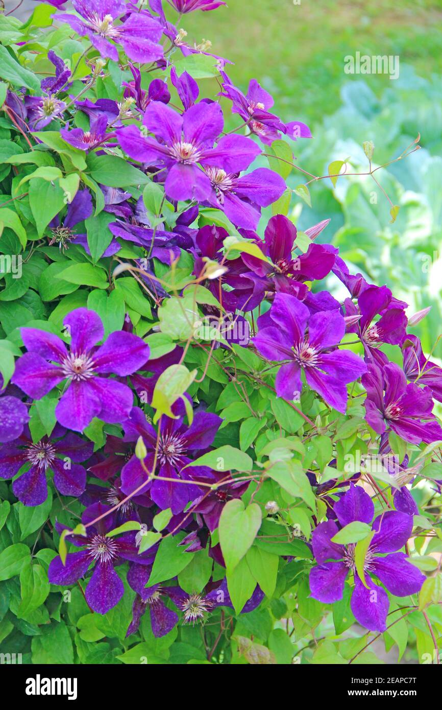 Clematis in garden hi-res stock photography and images - Alamy