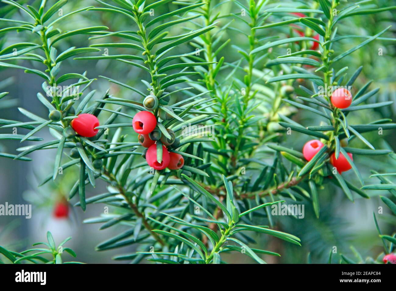 Taxus fruits hi-res stock photography and images - Alamy