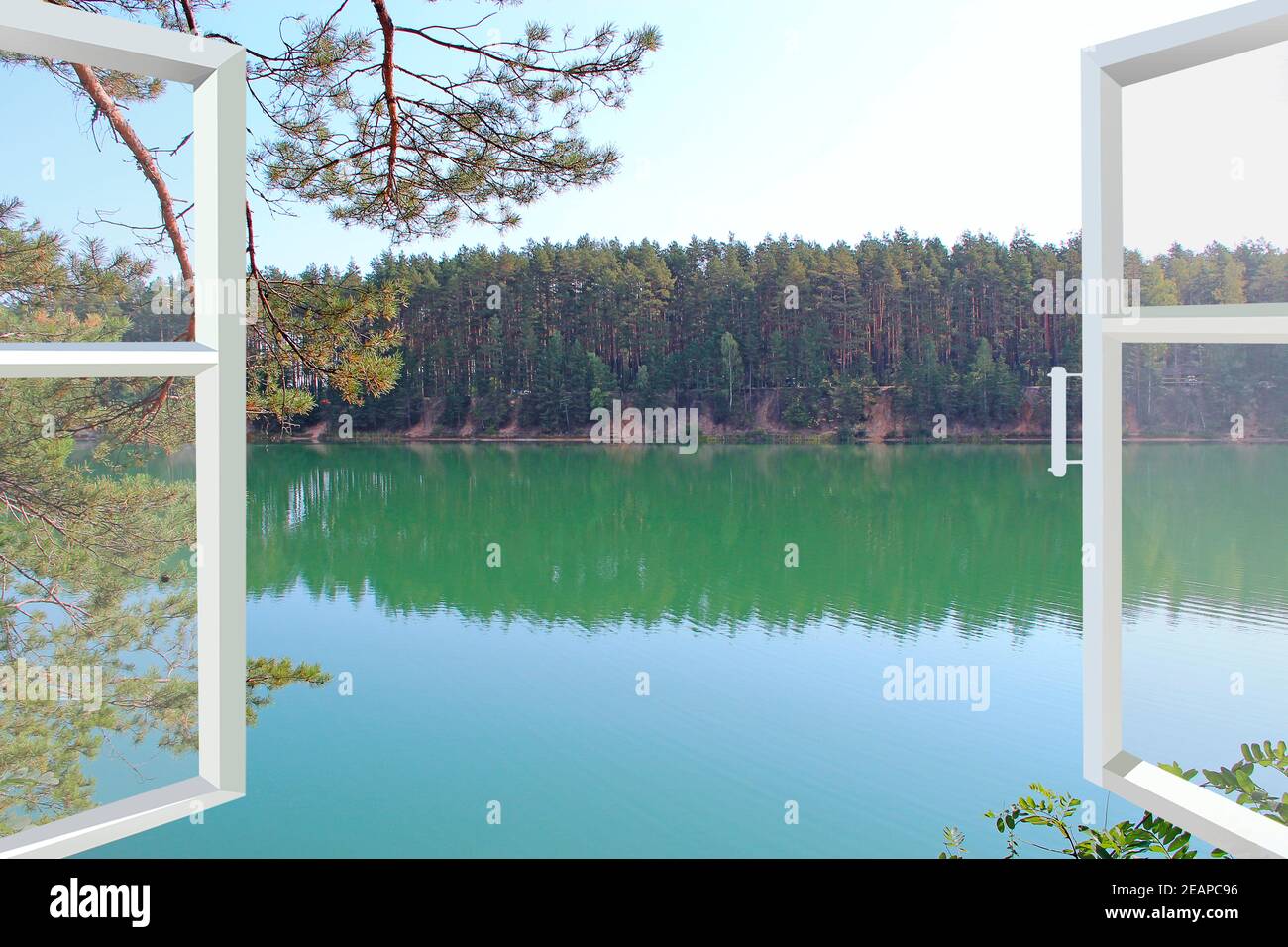 Interior view of pine forest hi-res stock photography and images - Alamy
