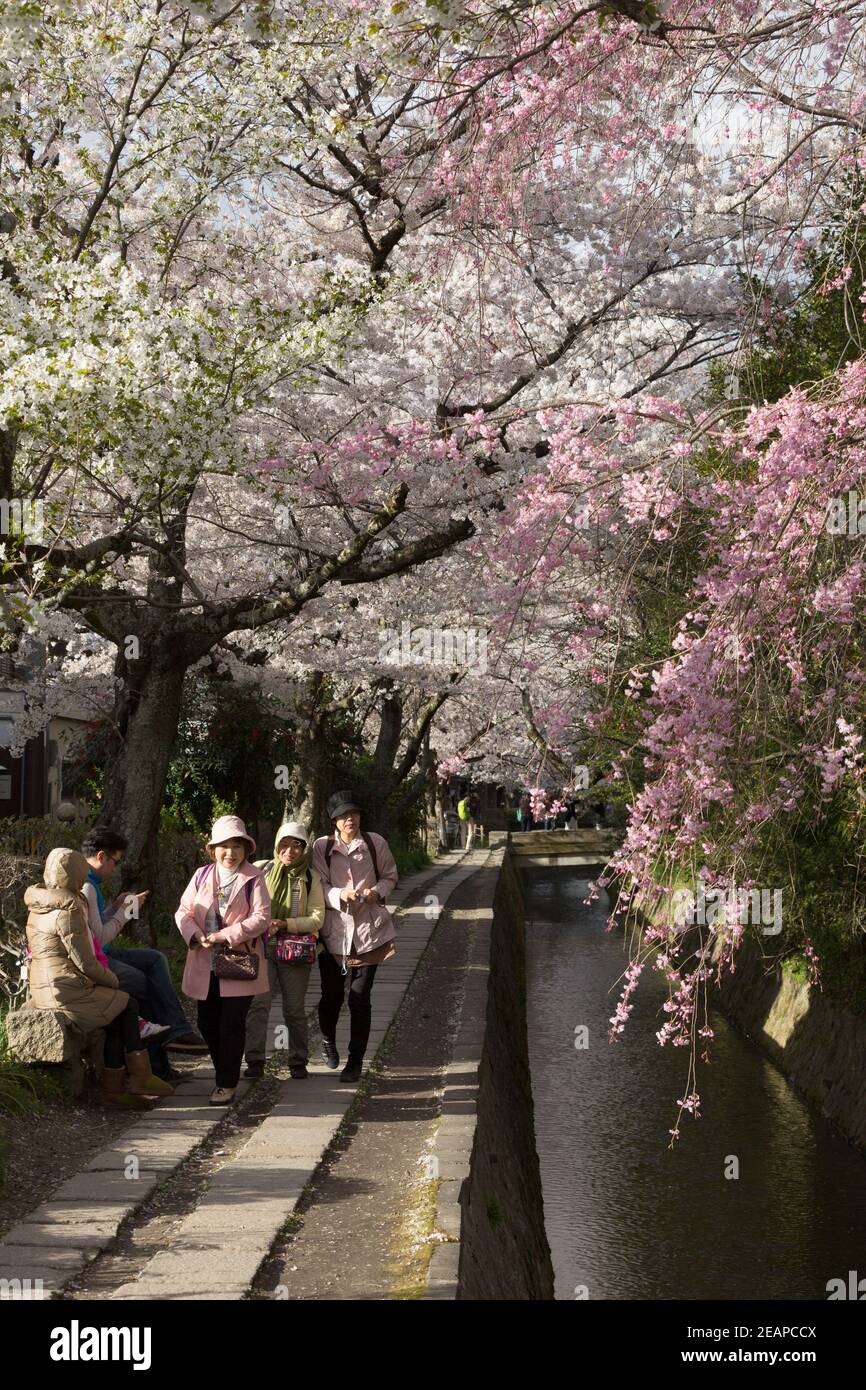 Kyoto Japan Philosopher's Path Covered By Cherry Blossoms Stock Photo ...