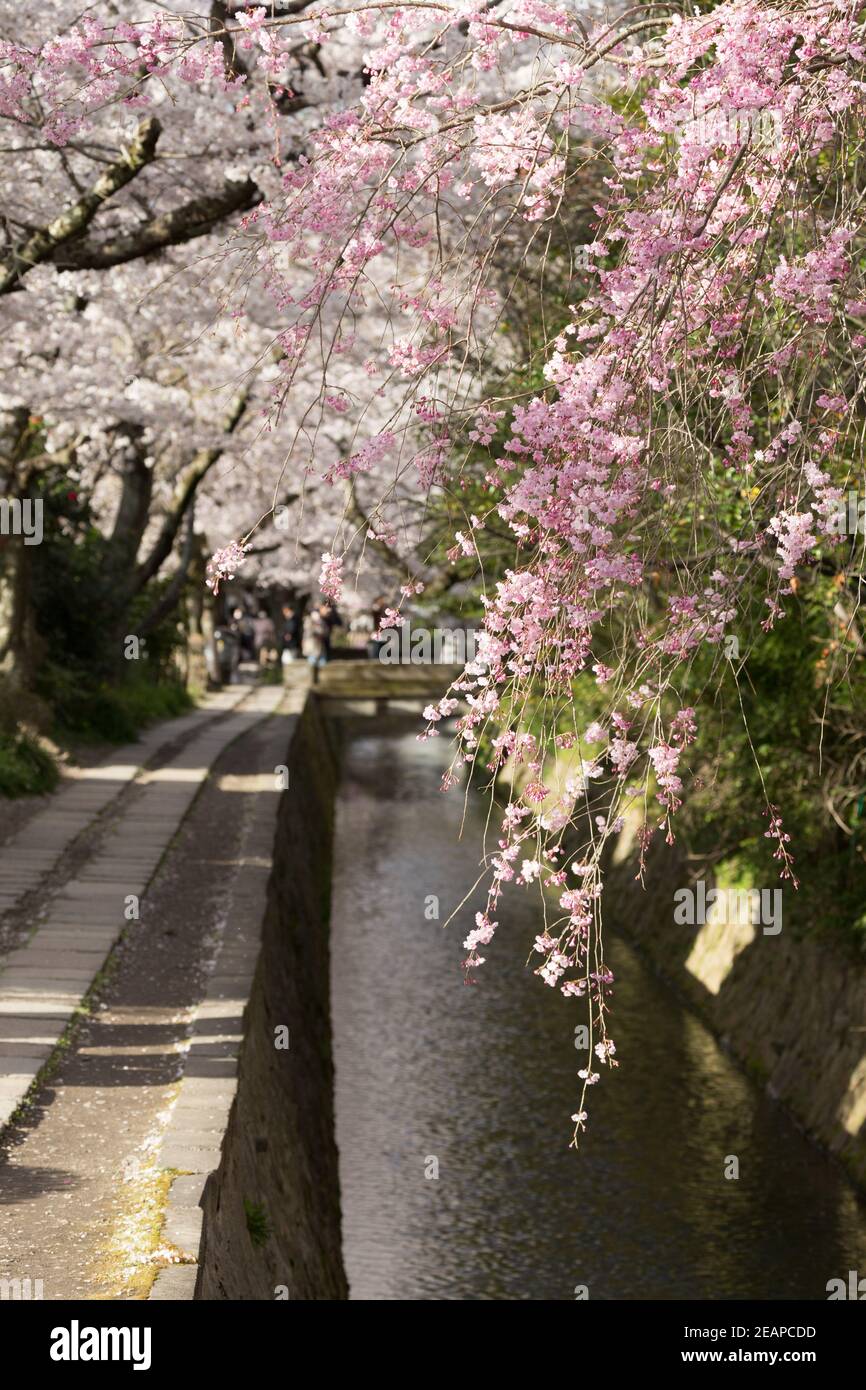 Kyoto Japan Philosopher's Path Covered By Cherry Blossoms Stock Photo ...