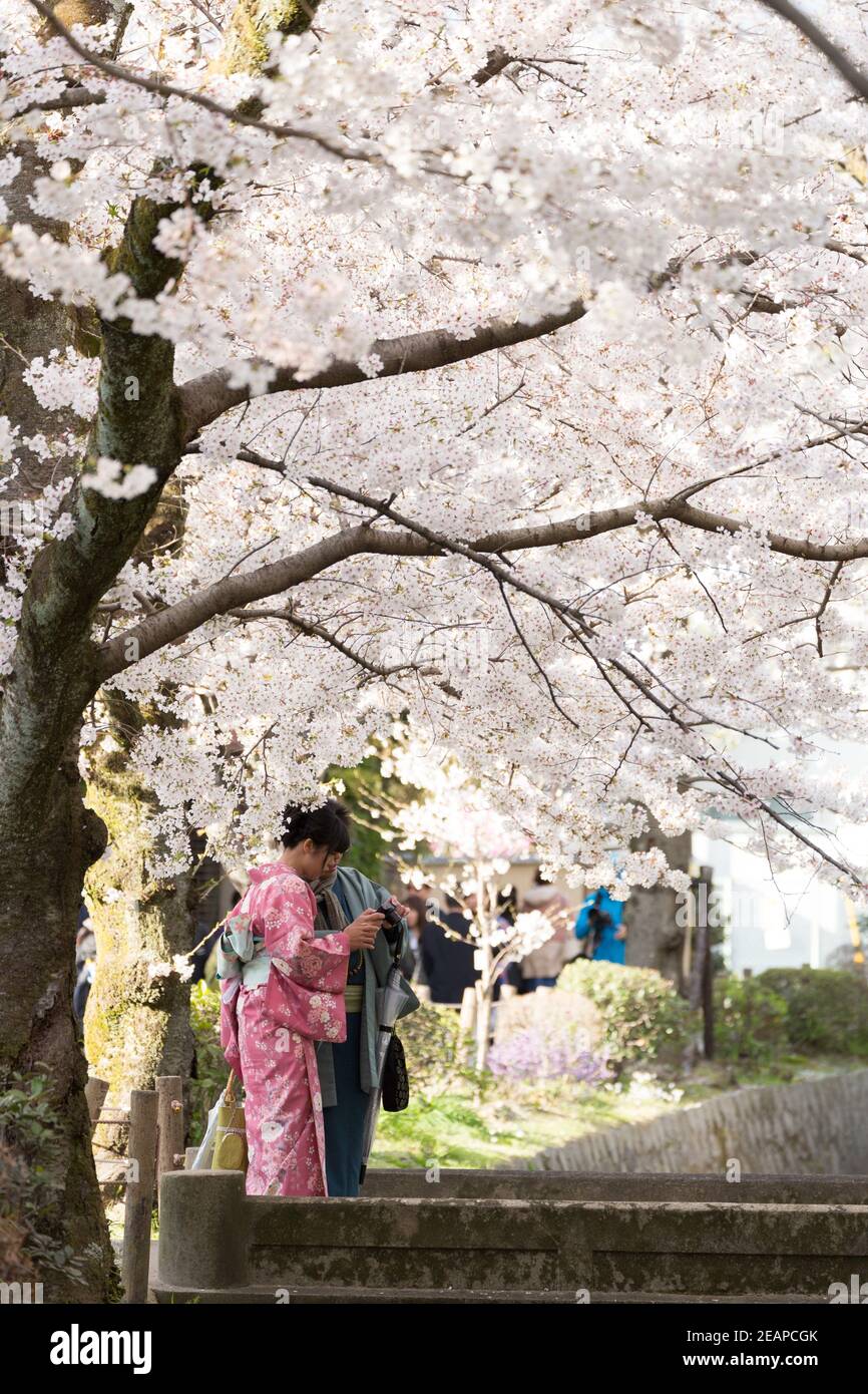 Kyoto Japan Philosopher's Path Covered By Cherry Blossoms: Couple ...