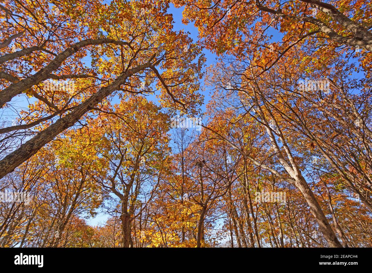 Fall Colors Arching Overhead Stock Photo - Alamy