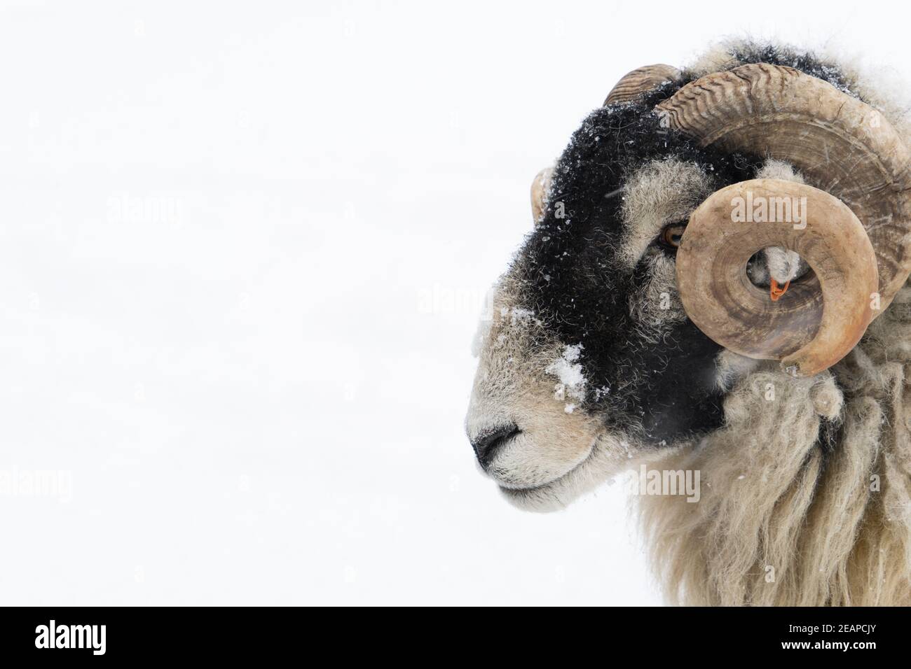 Swaledale ram in the yorkshire dales hi-res stock photography and ...