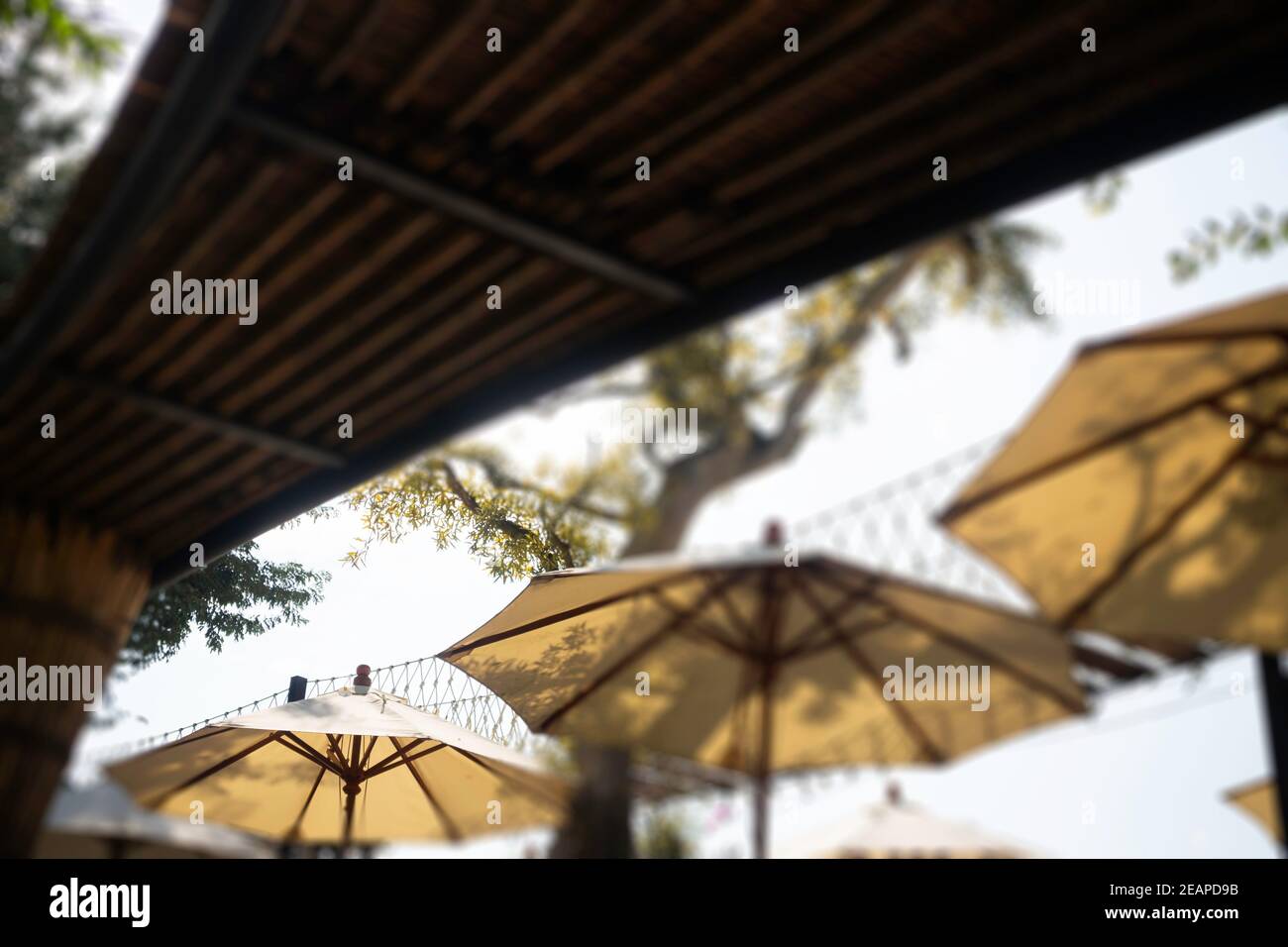 Bamboo roof in rice field resort Stock Photo - Alamy