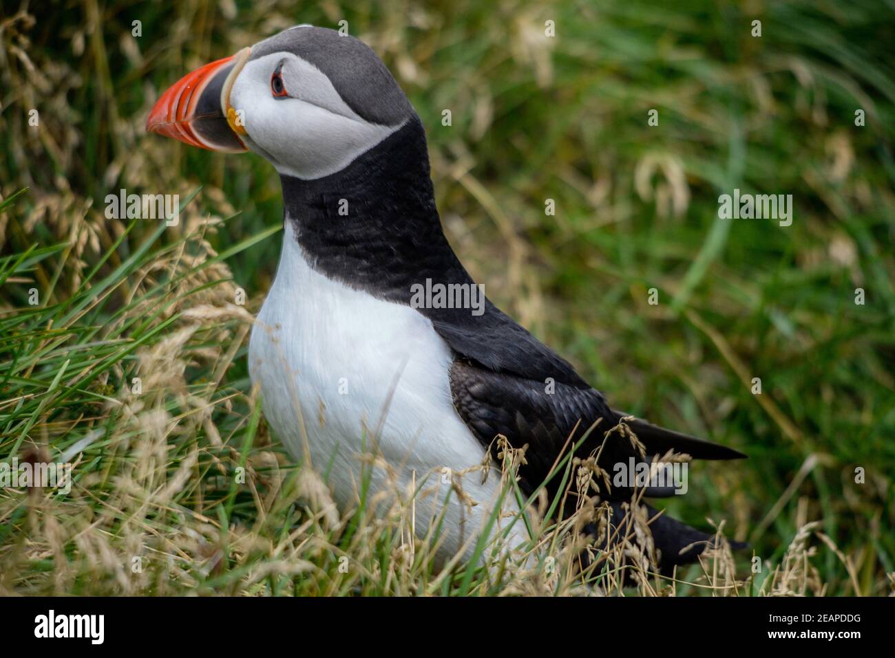 The Atlantic puffin, also known as the common puffin Stock Photo - Alamy