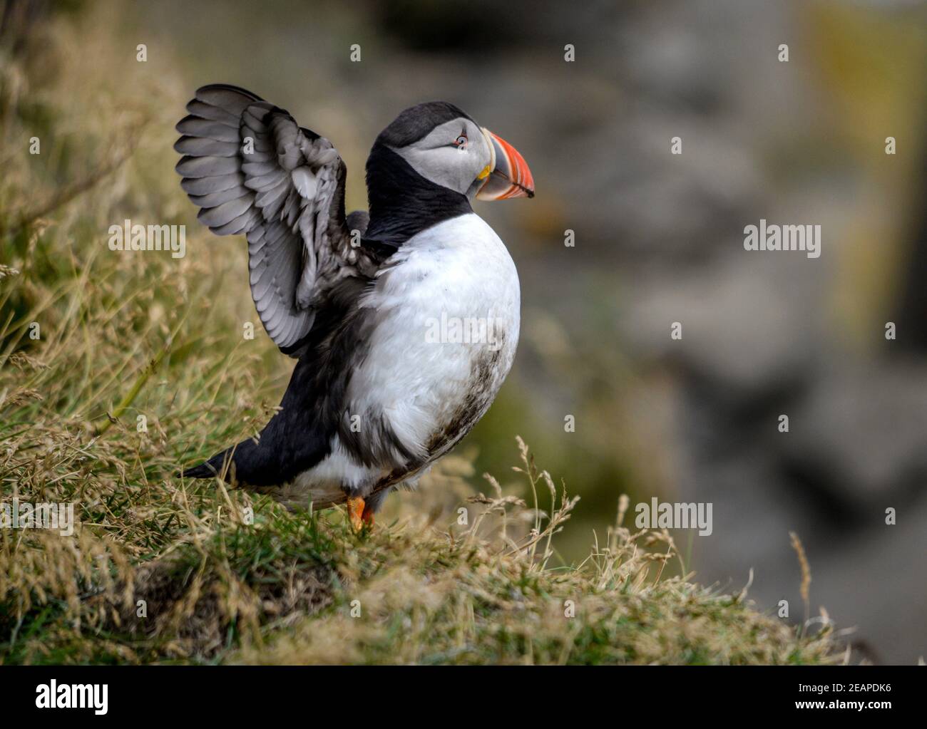The Atlantic puffin, also known as the common puffin Stock Photo - Alamy