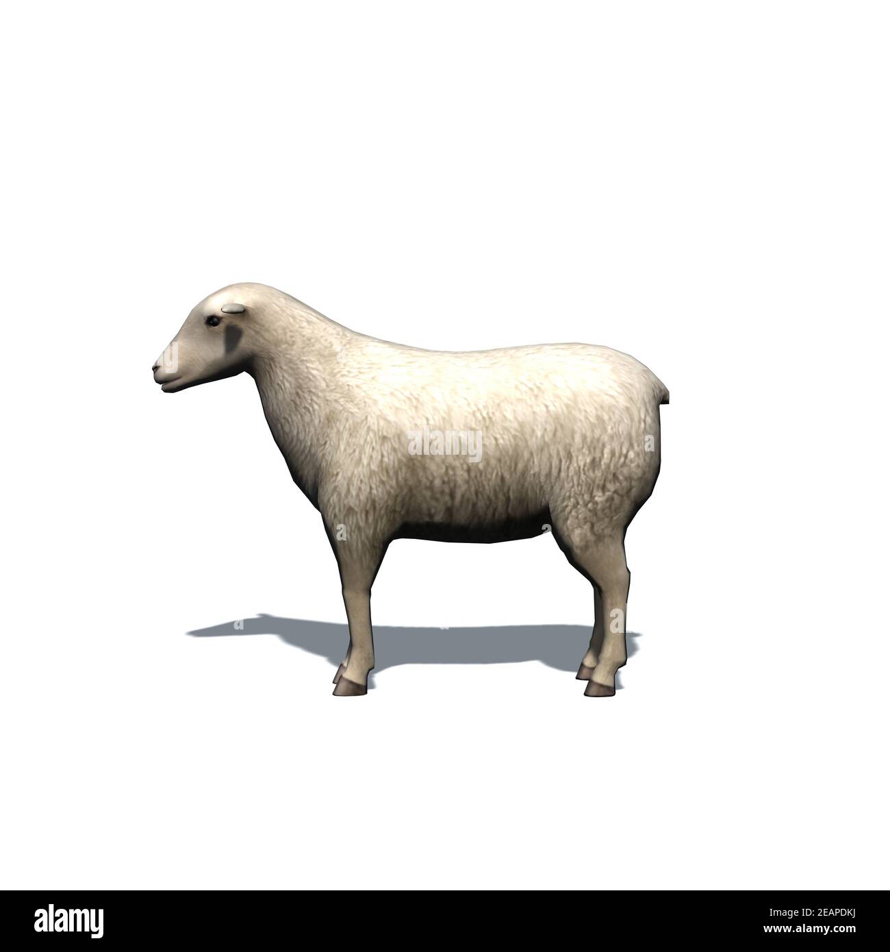 Farm animals - sheep with shadow on the floor - isolated on white ...