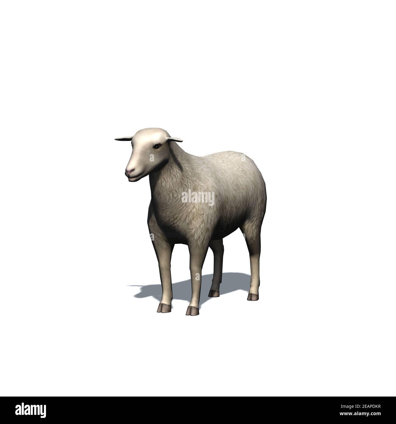 Farm animals - sheep with shadow on the floor - isolated on white ...