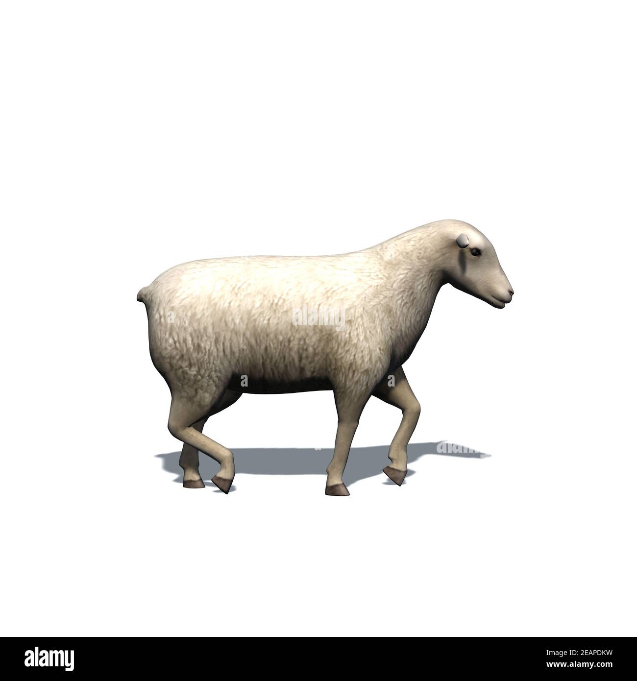 Farm animals - sheep with shadow on the floor - isolated on white ...