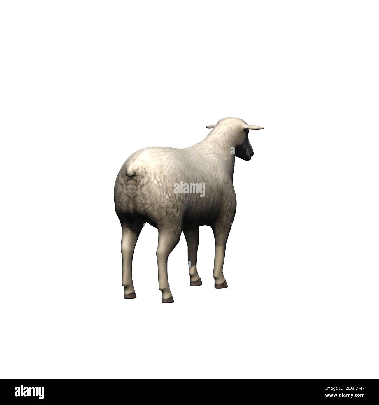 Farm animals - sheep - isolated on white background Stock Photo - Alamy