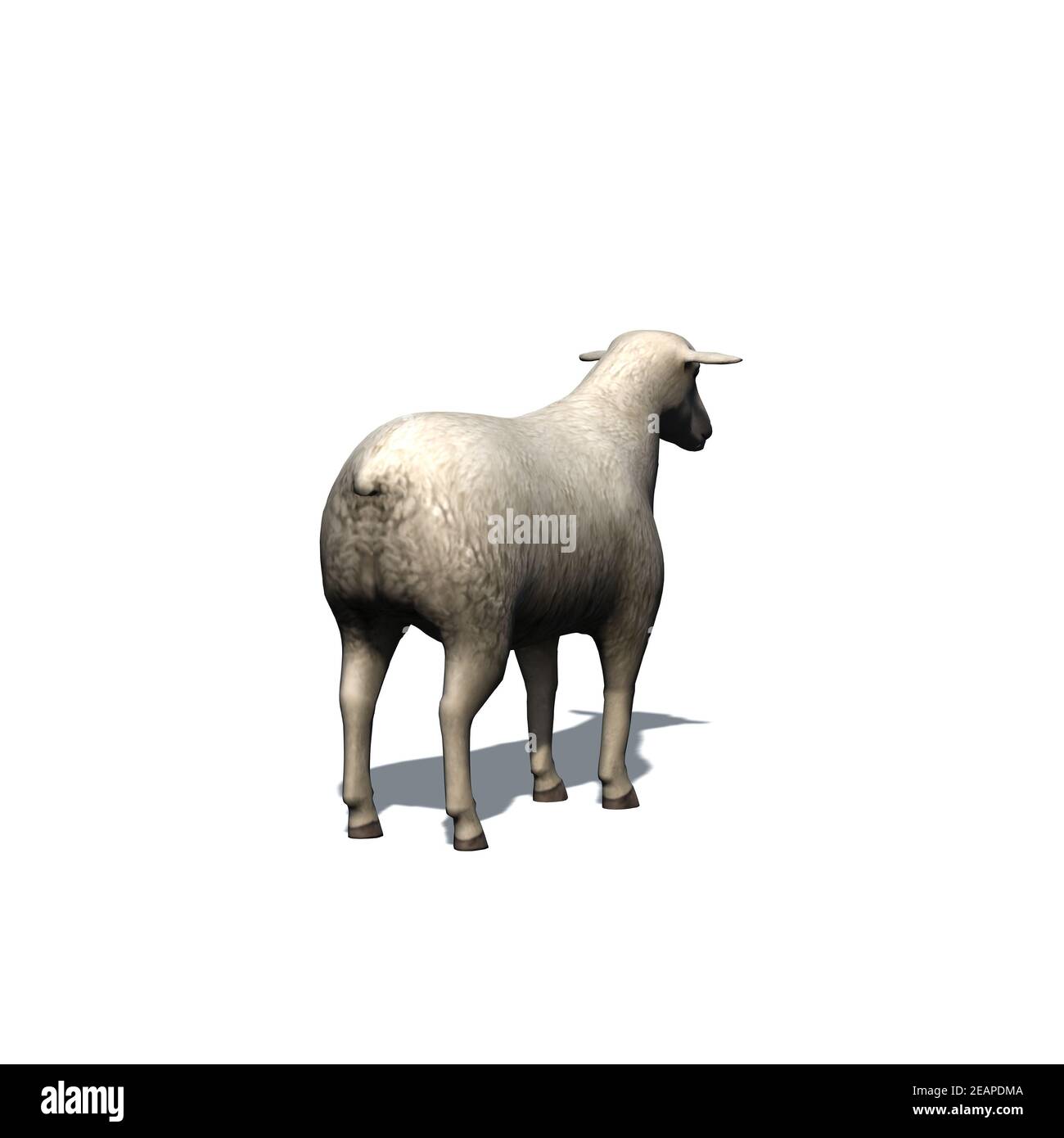 Farm animals - sheep with shadow on the floor - isolated on white ...