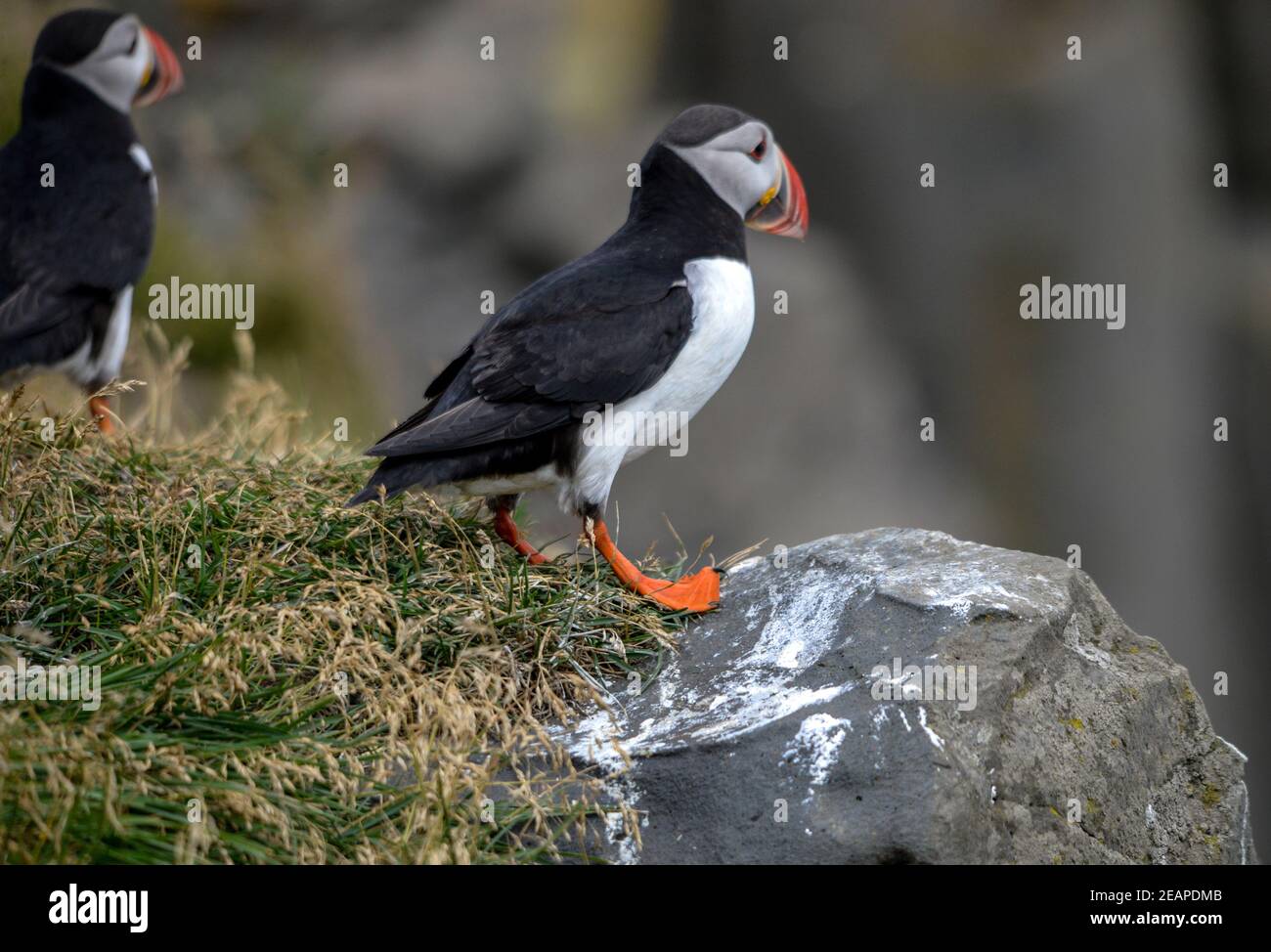 The Atlantic puffin, also known as the common puffin Stock Photo - Alamy