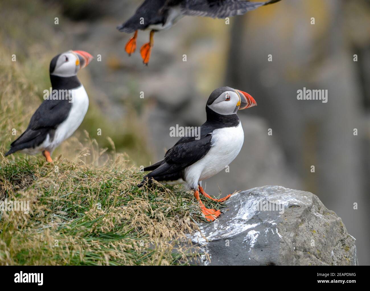 The Atlantic puffin, also known as the common puffin Stock Photo - Alamy