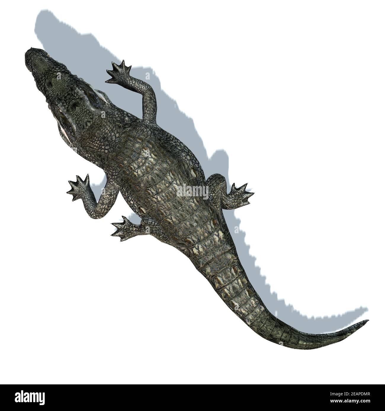 Wild animals - crocodile with shadow on the floor - isolated on white ...
