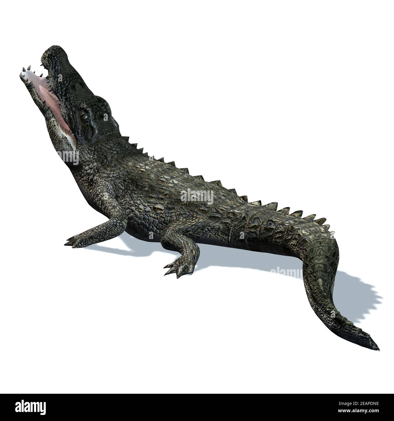 Wild animals - crocodile with shadow on the floor - isolated on white ...