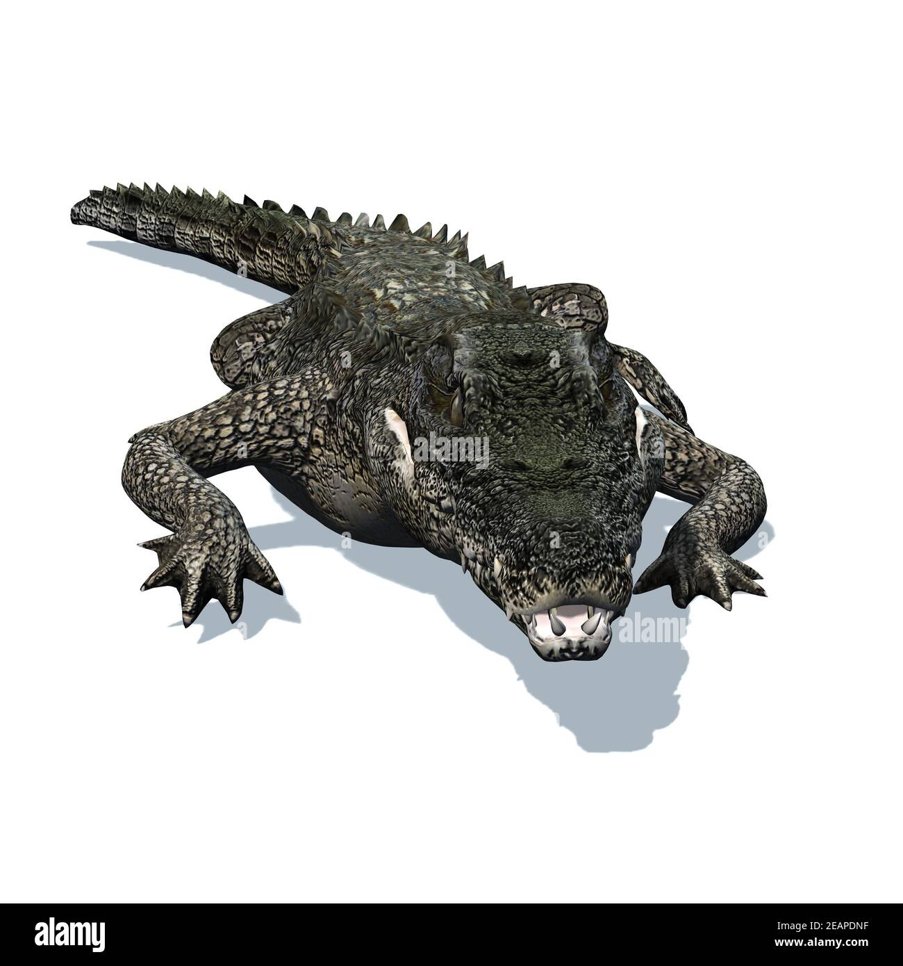 Wild animals - crocodile with shadow on the floor - isolated on white ...