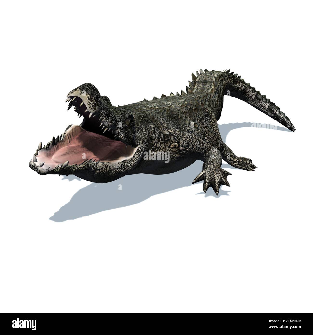 Wild animals - crocodile with shadow on the floor - isolated on white ...