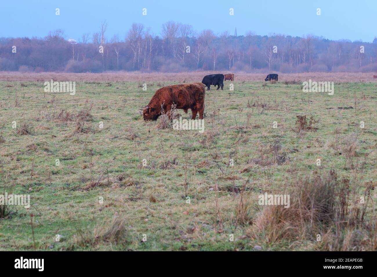Highland cattle cows grazing on green pasture and heather with trees in ...