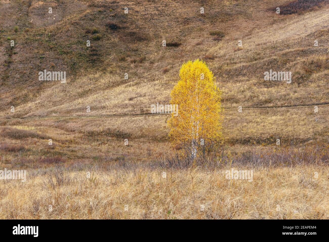 Yellow birch tree on the hillside Stock Photo - Alamy