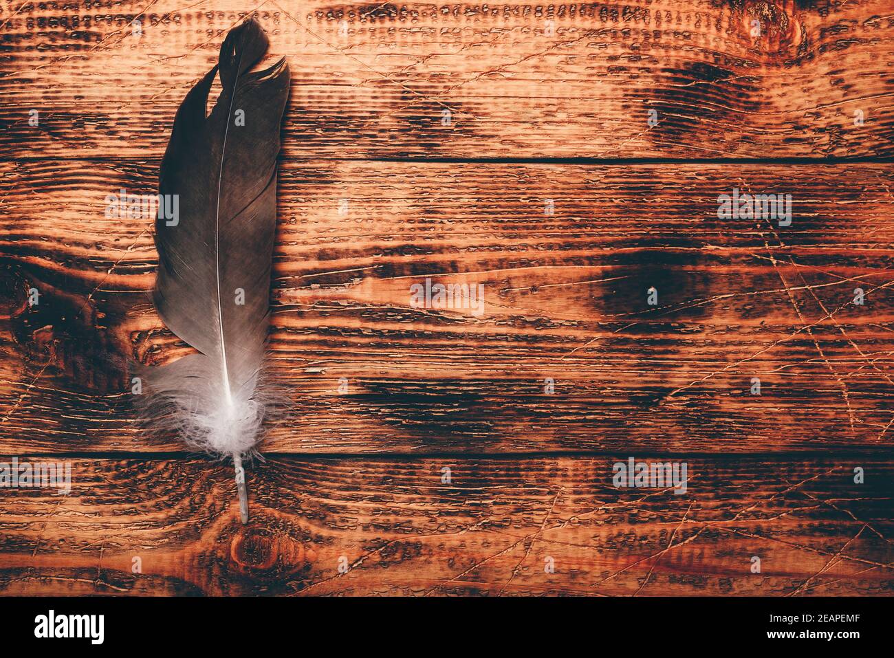Hawk feather hi-res stock photography and images - Alamy