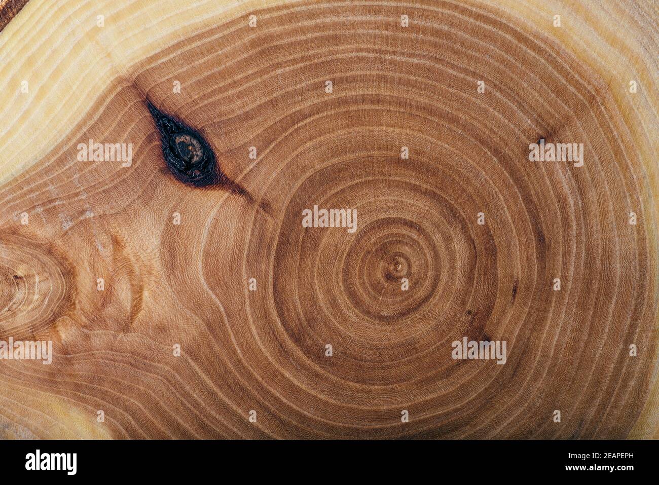 Ash wood slab texture with annual rings Stock Photo - Alamy