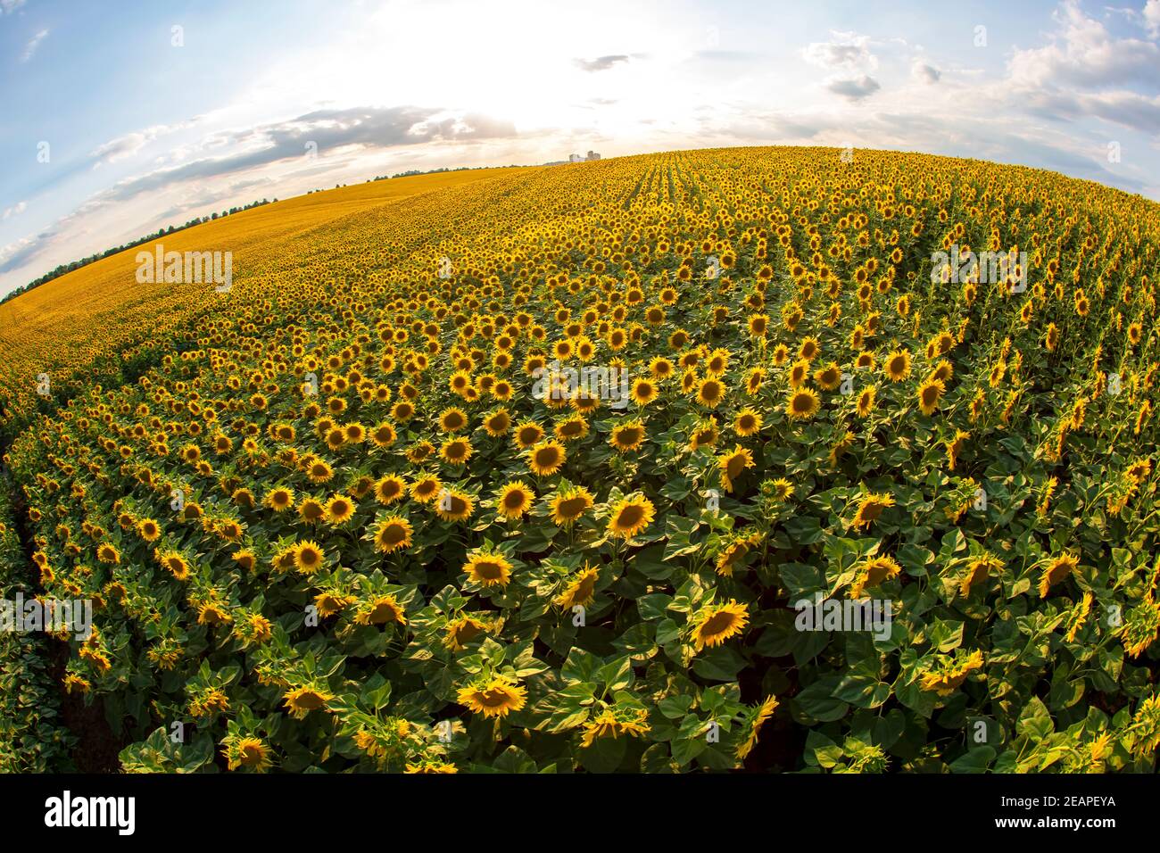 Large field of blooming sunflowers in sunlight. Agronomy, agriculture ...