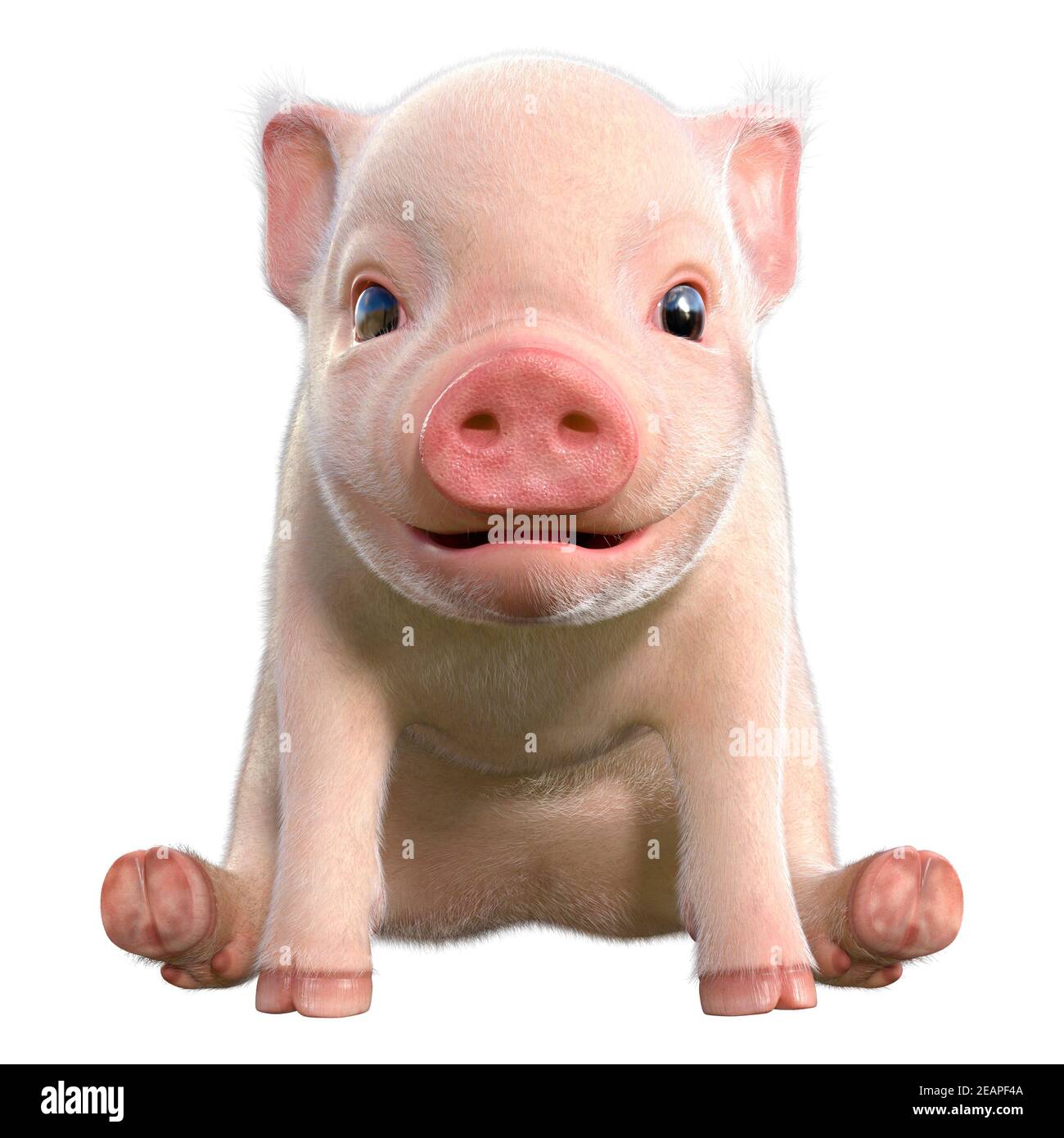 Baby piglet Cut Out Stock Images & Pictures - Alamy