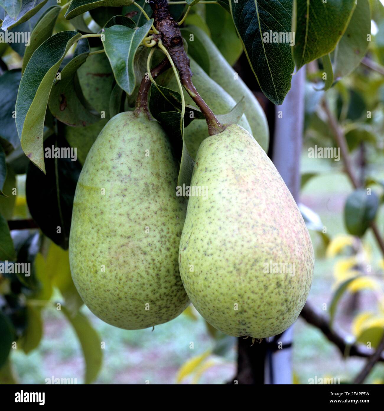 Abate birne hi-res stock photography and images - Alamy