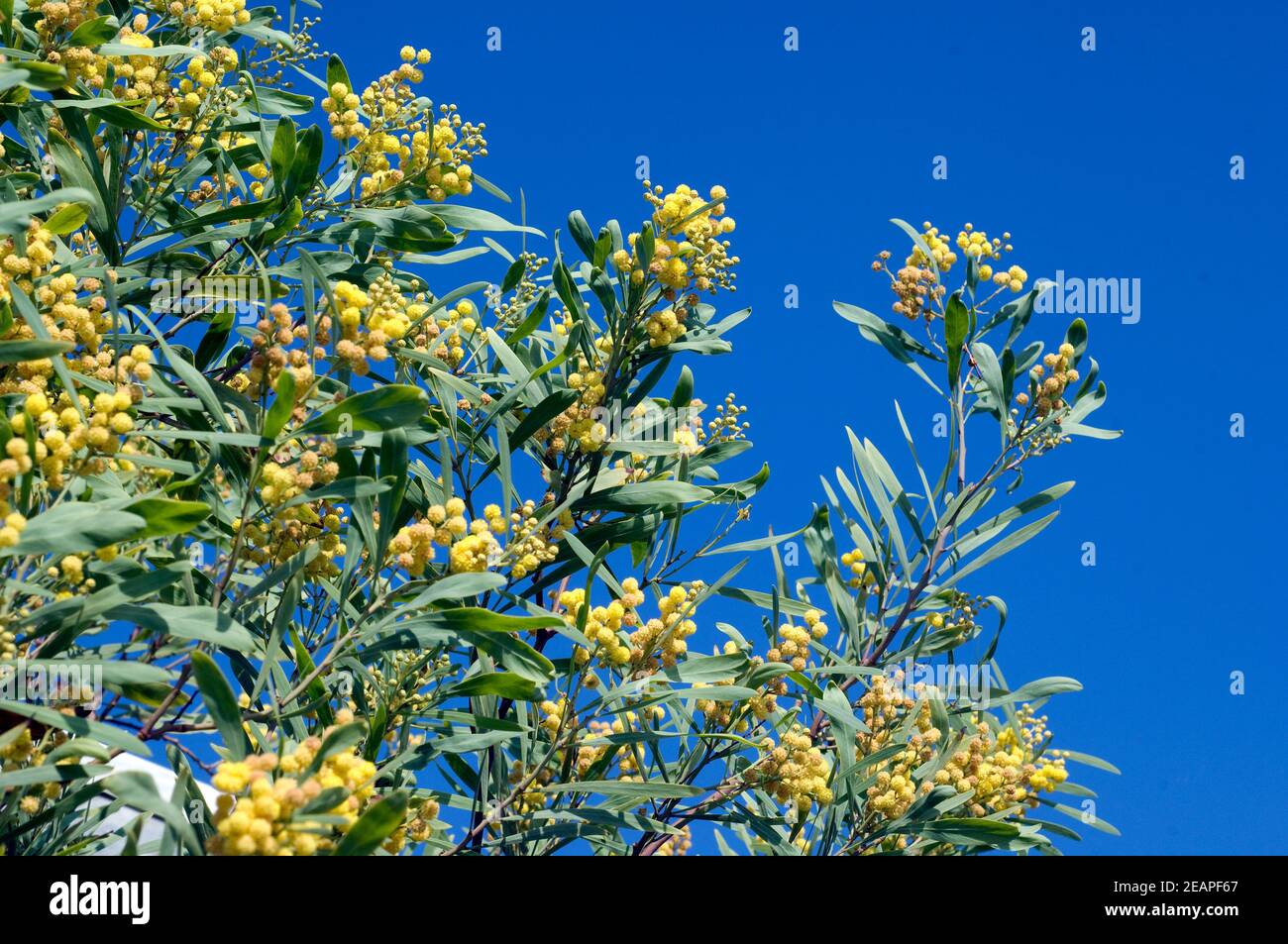 Acacia australien hi-res stock photography and images - Alamy