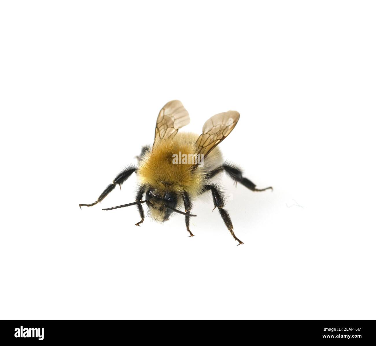 Ackerhummel, Bombus pascuorum, Hummel Stock Photo - Alamy
