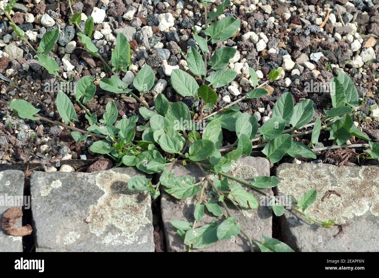 Ackerwinde Convolvulus, arvensis Convolvulus Stock Photo - Alamy