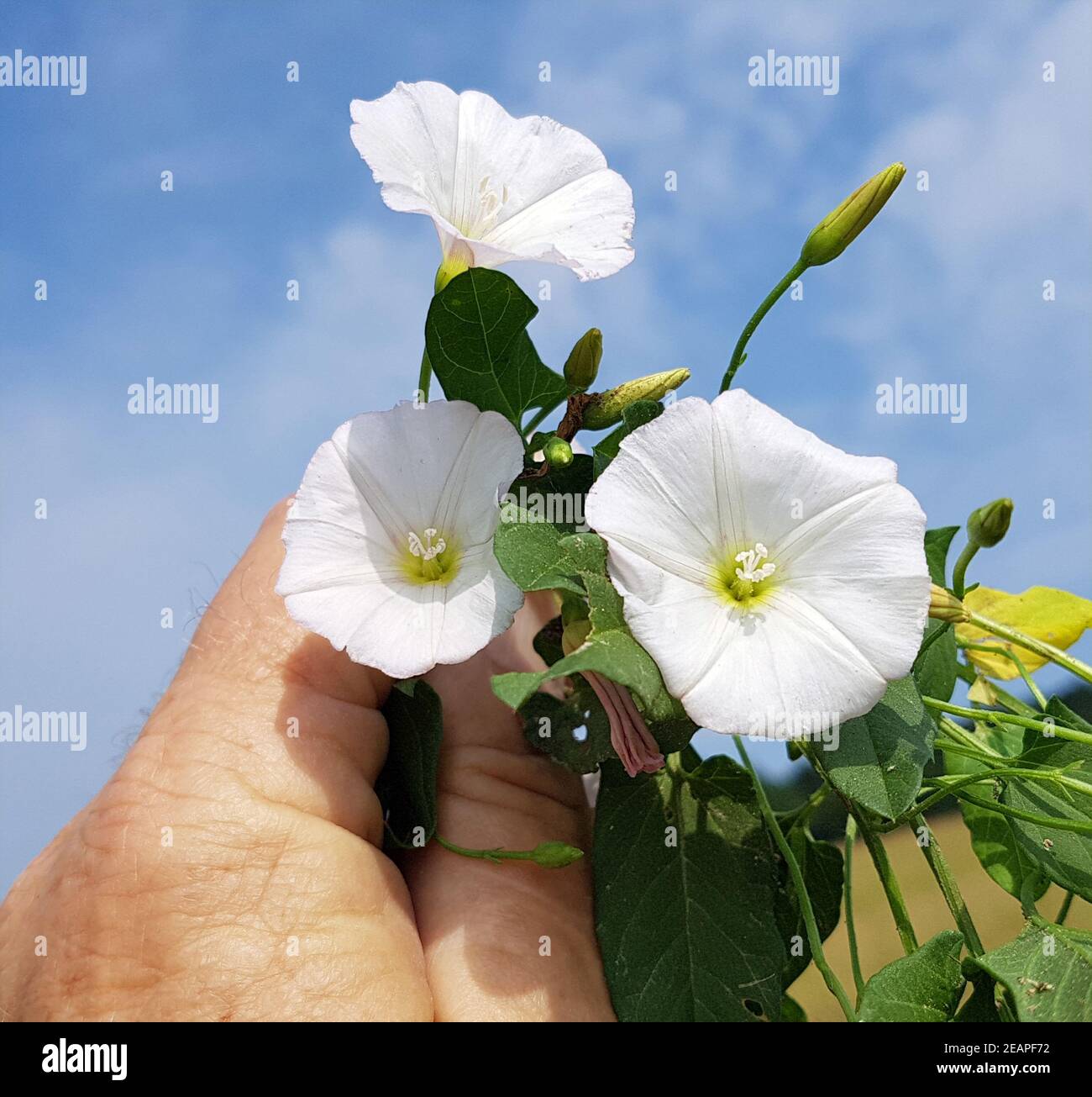 Ackerwinde, Convolvulus arvensis Stock Photo - Alamy