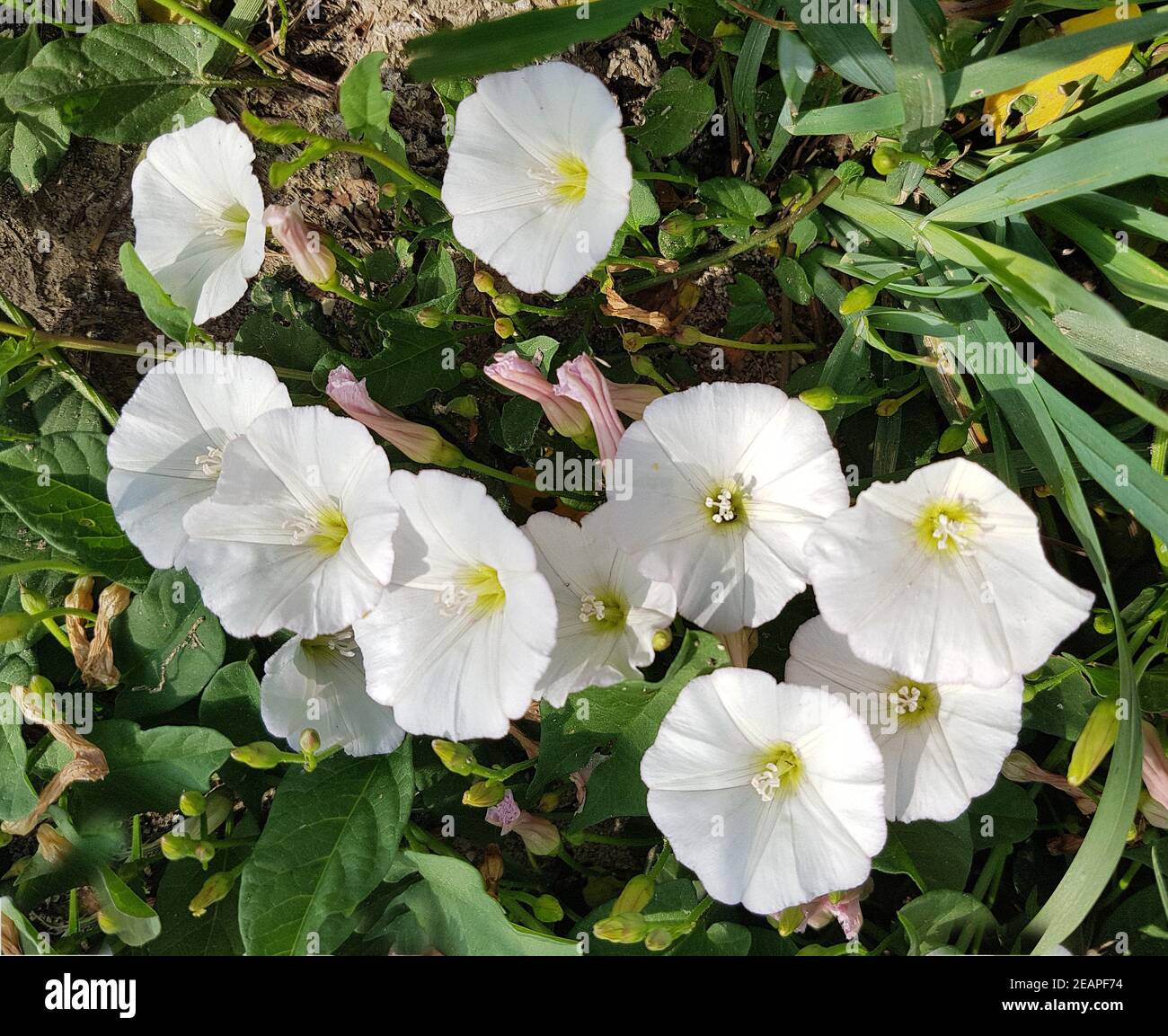 Ackerwinde, Convolvulus arvensis Stock Photo - Alamy