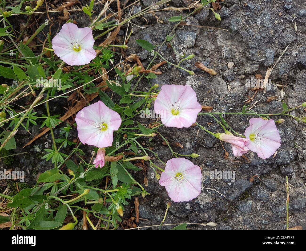 Ackerwinde Convolvulus, arvensis, Heilpflanze Stock Photo - Alamy