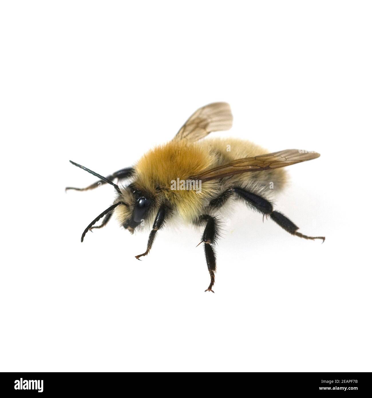 Bumblebee leg Cut Out Stock Images & Pictures - Alamy