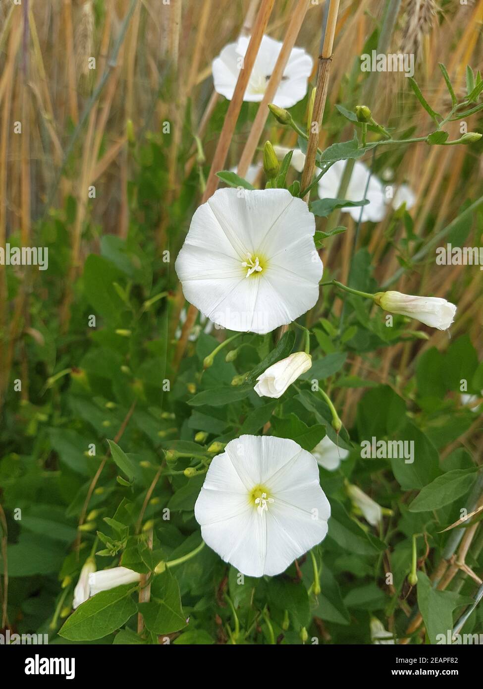 Ackerwinde Convolvulus, arvensis, Heilpflanze Stock Photo - Alamy