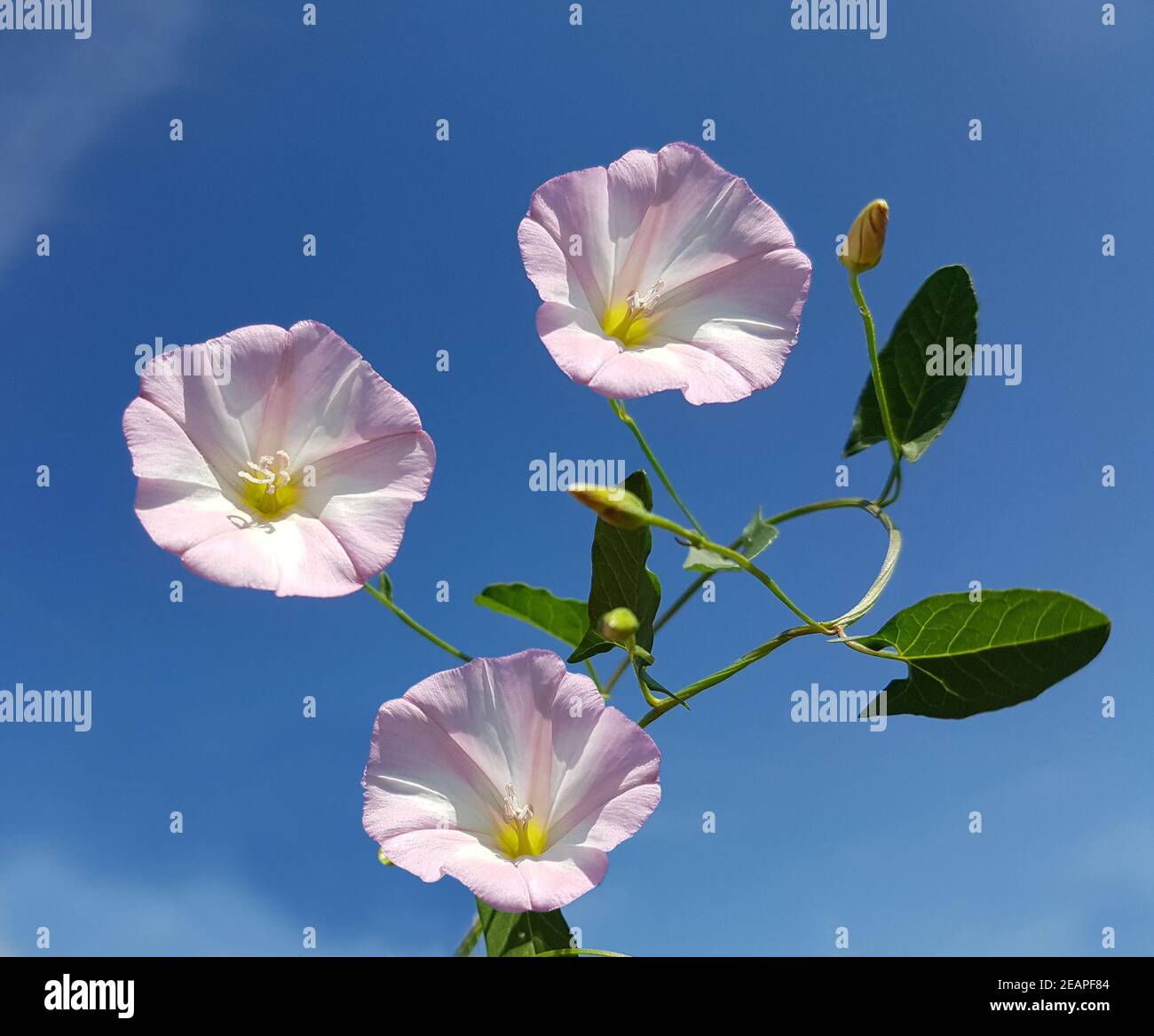 Ackerwinde Convolvulus, arvensis Stock Photo - Alamy