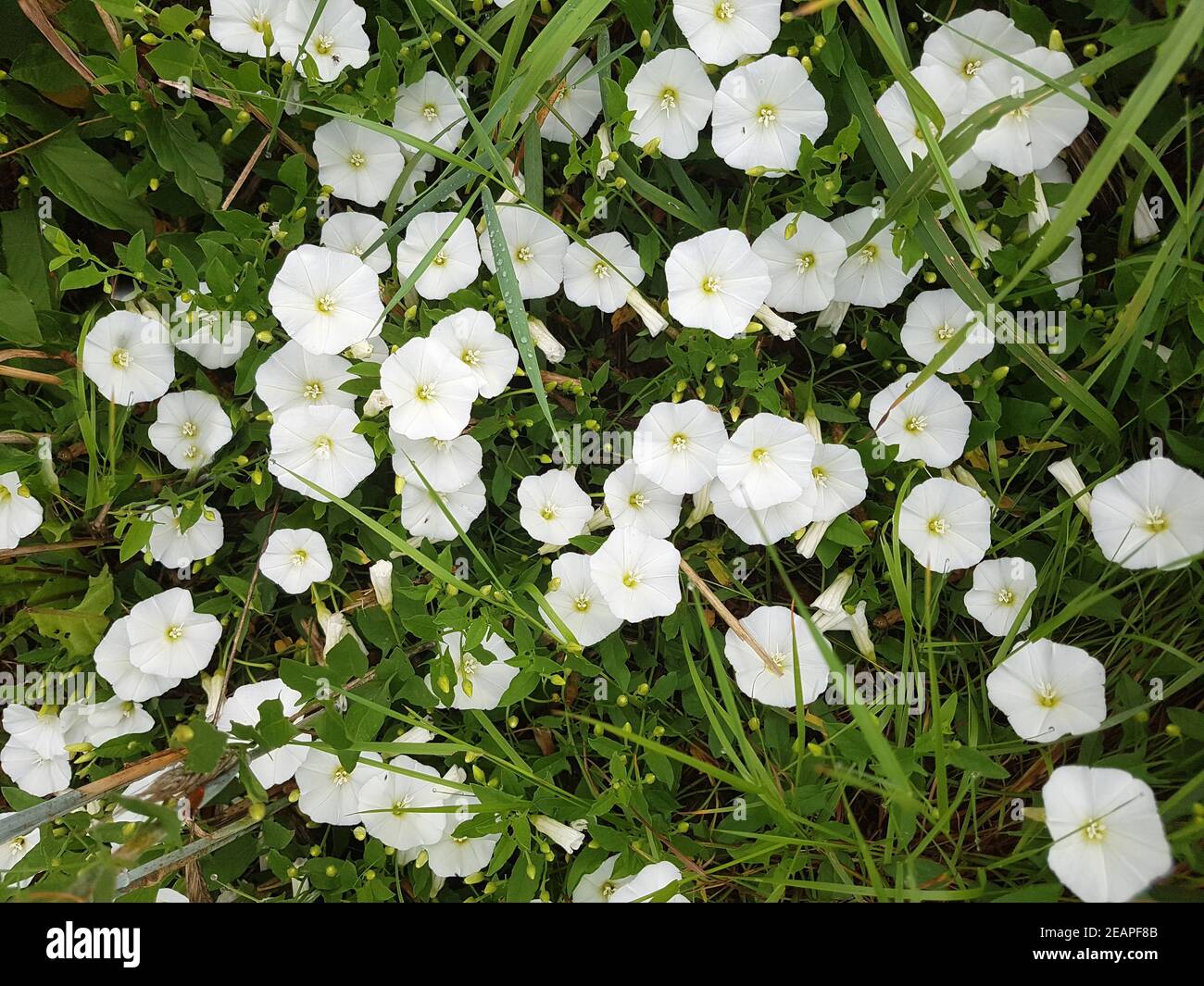 Ackerwinde Convolvulus, arvensis, Heilpflanze Stock Photo - Alamy