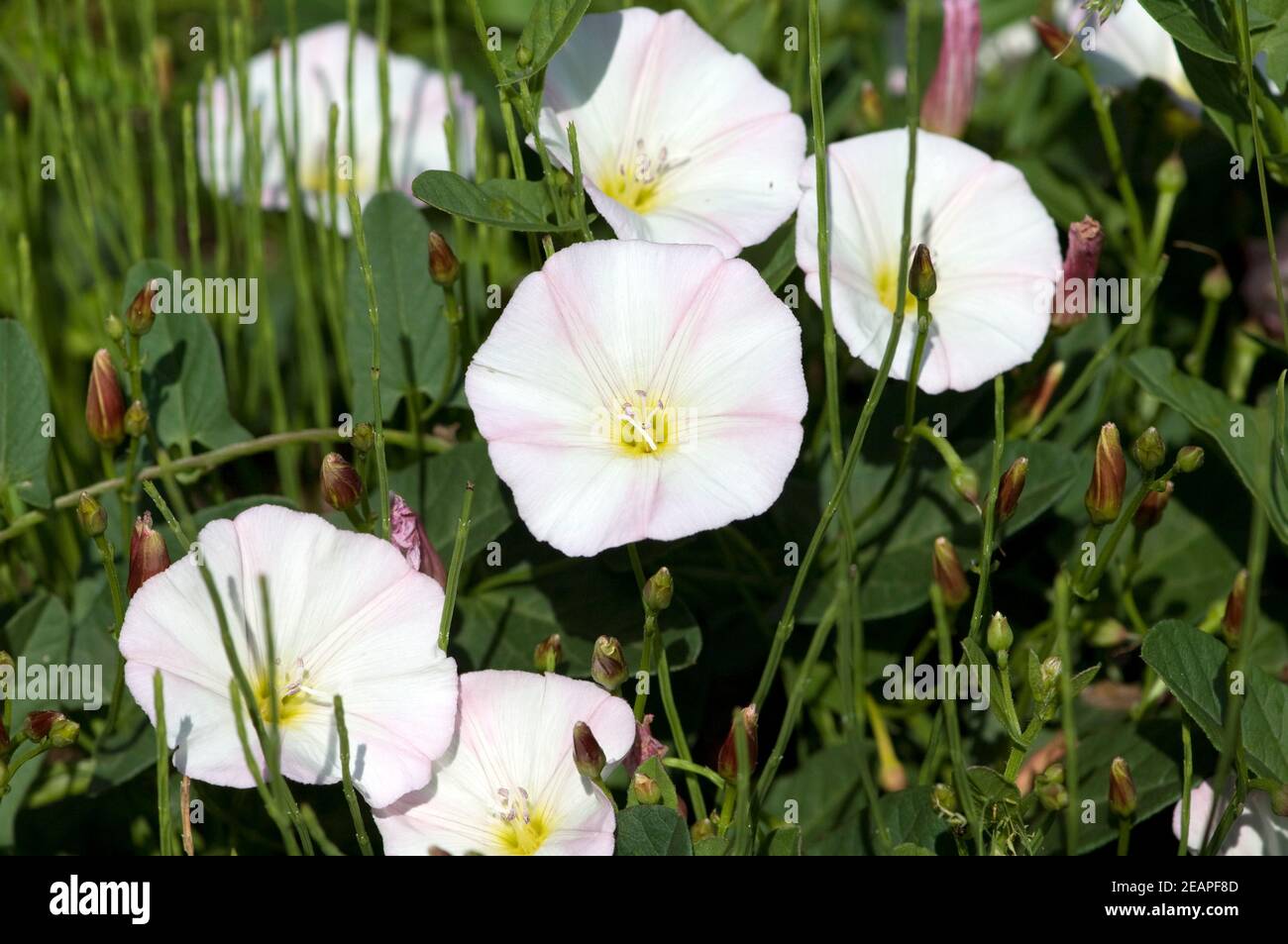 Ackerwinde Convolvulus, arvensis Stock Photo - Alamy