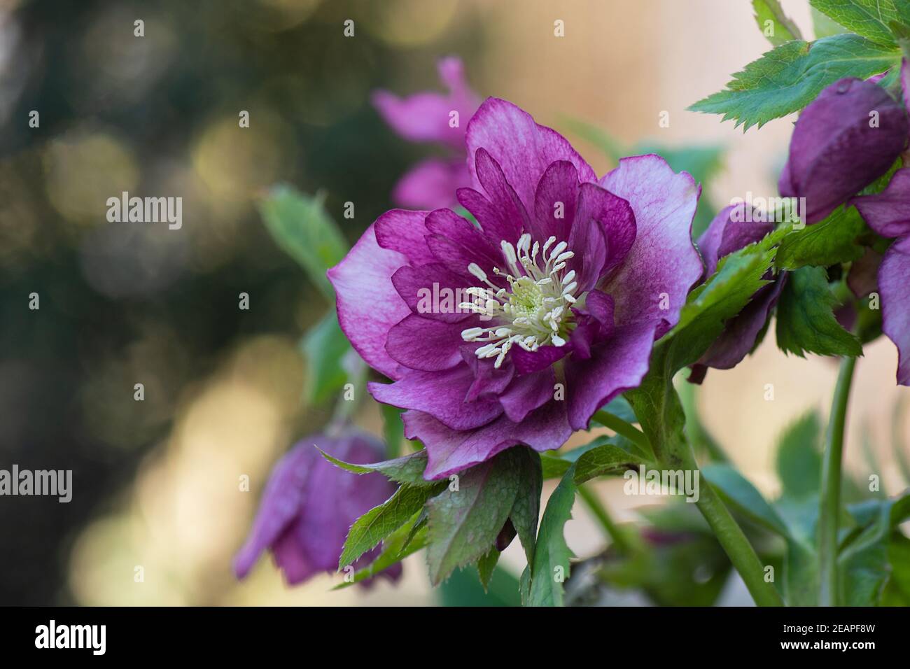 Double ellen picotee hi-res stock photography and images - Alamy
